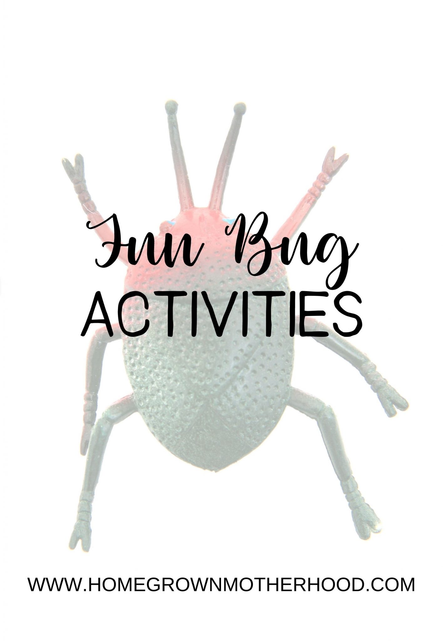 Fun Bug Activites