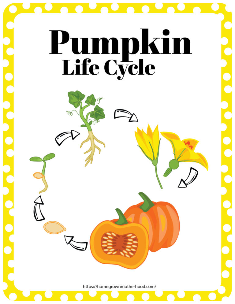Pumpkin Life Cycle For Early Learners