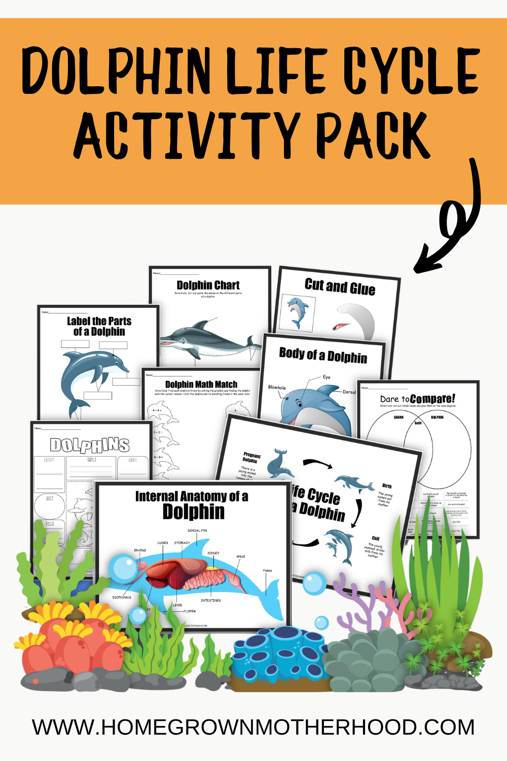 Dolphin Life Cycle Activity Pack